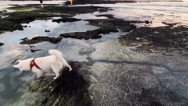 Cachorro Mar Animal - Free video on Pixabay