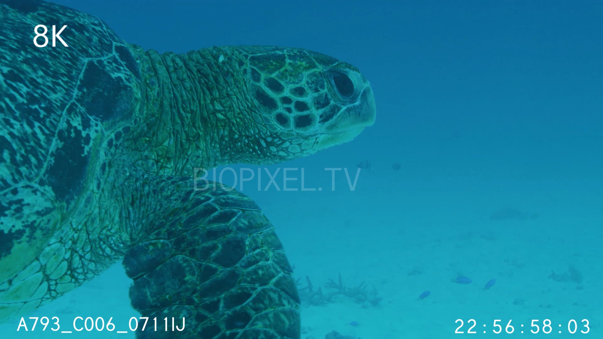 Green Sea Turtles Underwater - Large male green sea turtle swimming 8K ...