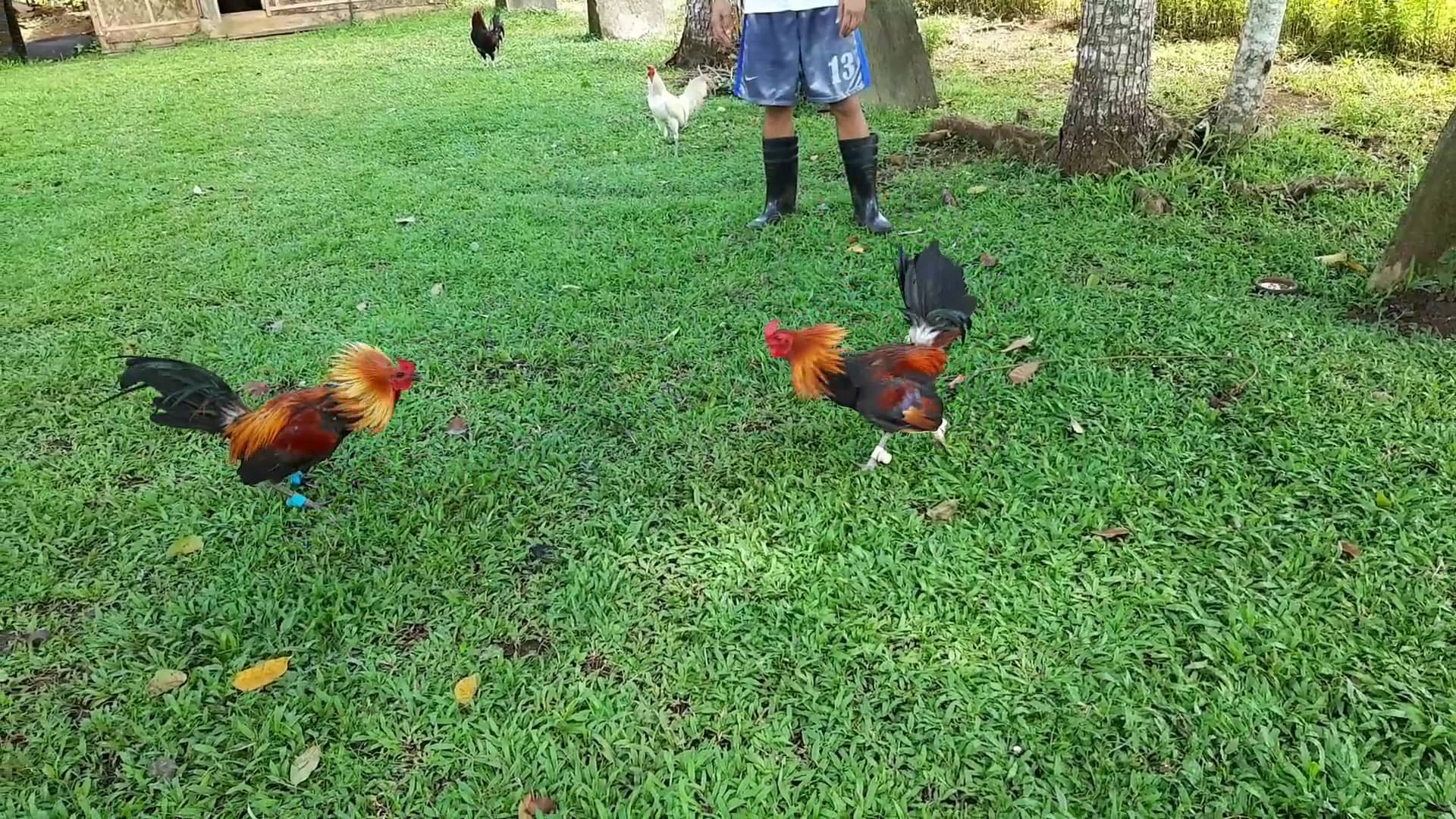 Aug 21 20 - Melsims Black vs Gilmore Hatch on Vimeo