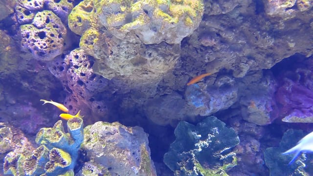 Fish Tank Videos: Download 19+ Free 4K & HD Stock Footage Clips - Pixabay