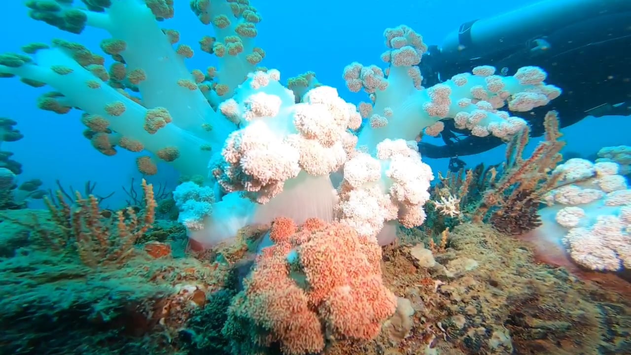 The Three Ships at Roy Rufus Artificial Reef, Hervey Bay. 29/08/2020 ...