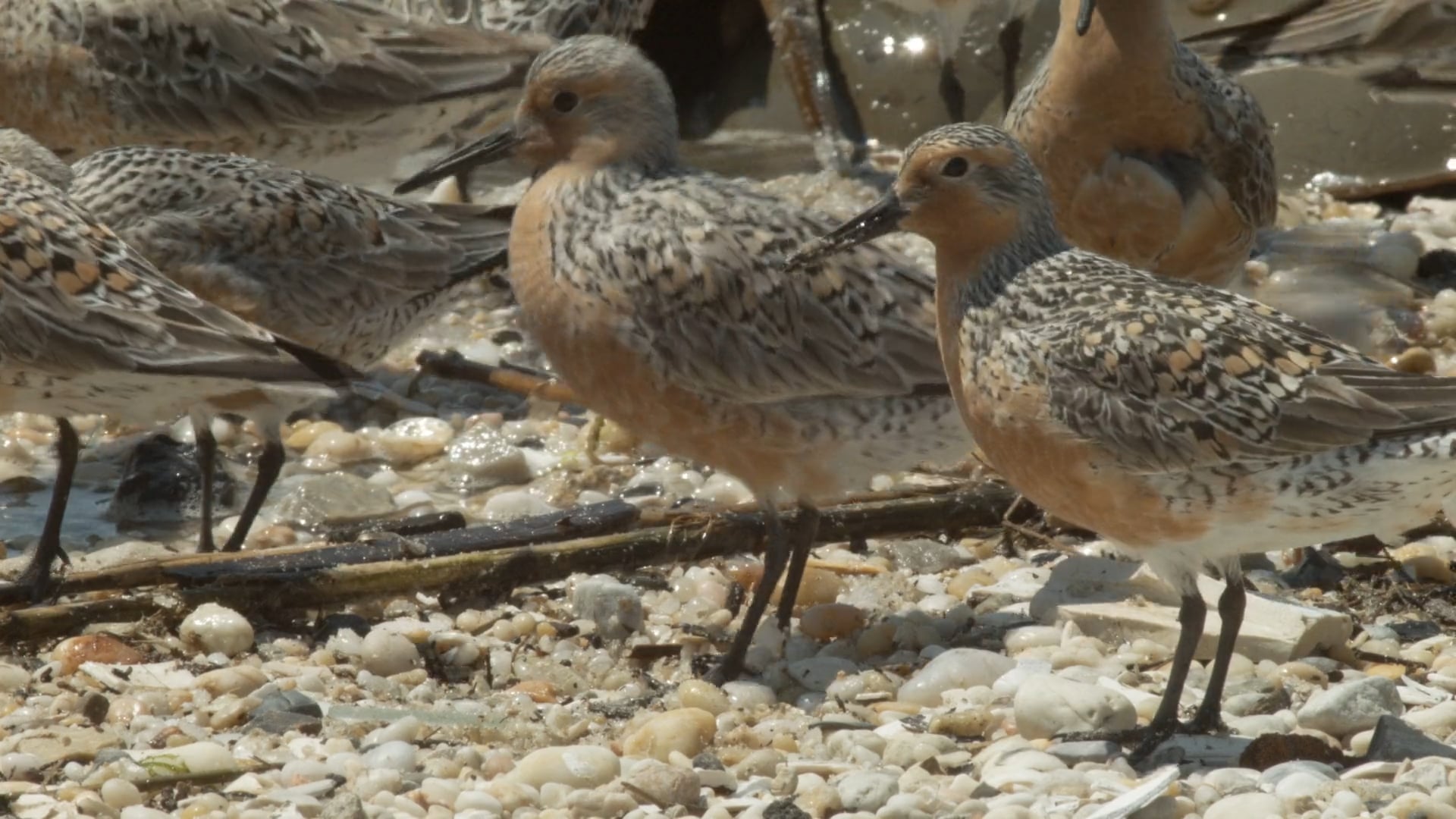 Delaware Bay Shorebird Migration on Vimeo