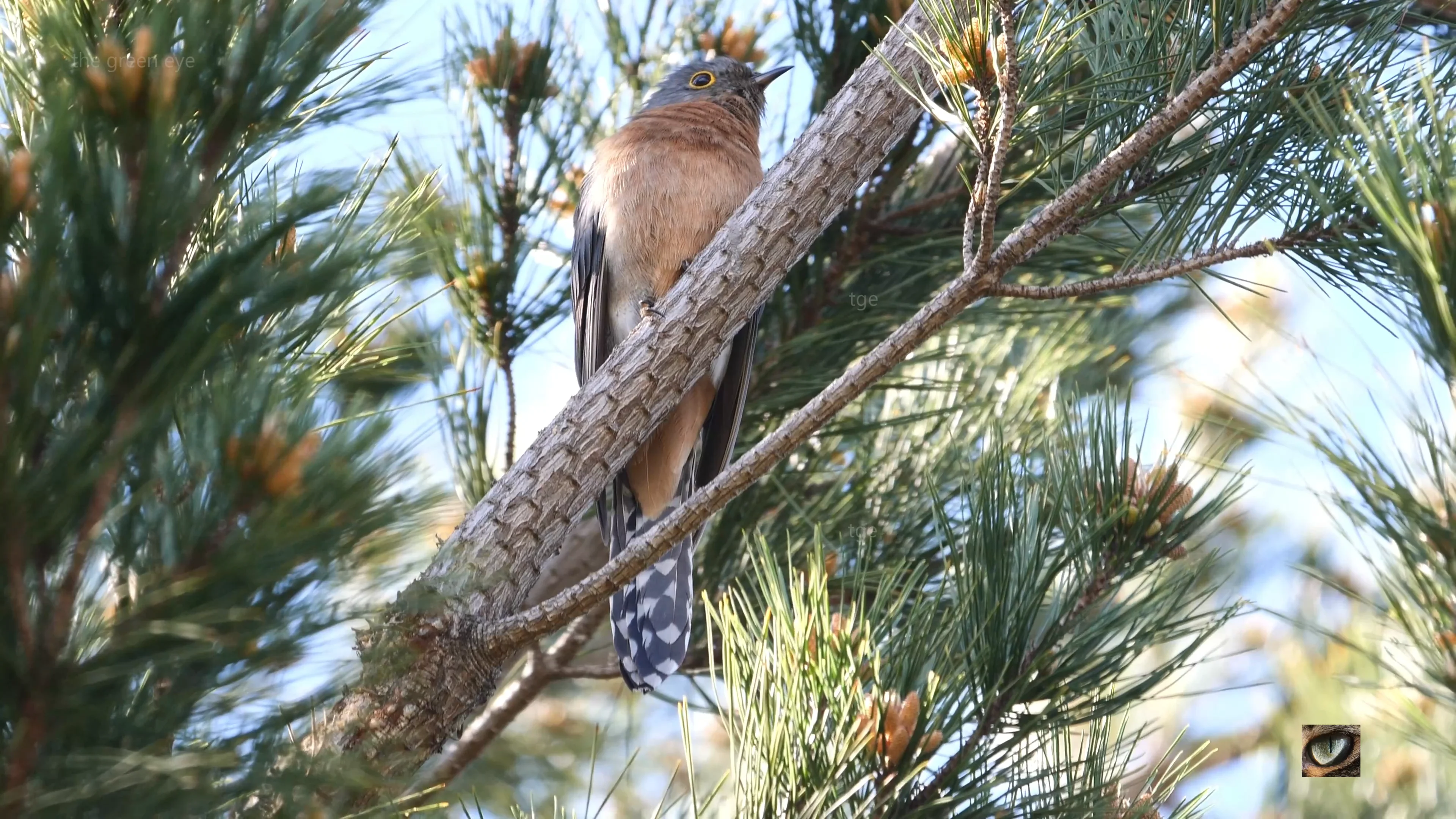 Fan-tailed Cuckoo 2 (Cacomantis flabelliformis, Cuculidae: Cuckoos ...