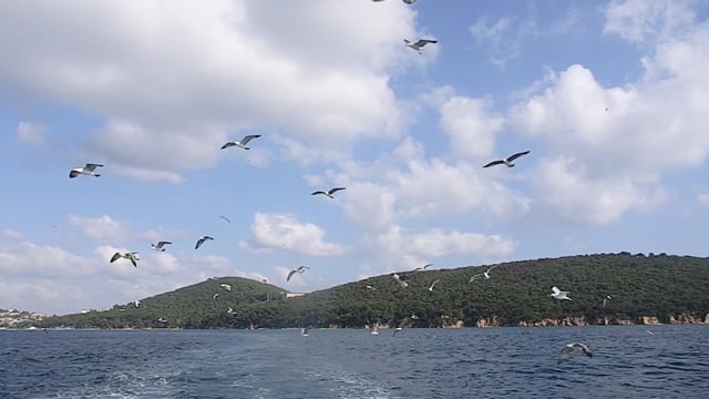 Seagulls, Fly, Soar. Free Stock Video - Pixabay