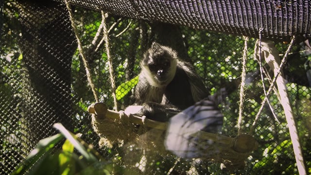 Mammal, Primate, Footage. Free Stock Video - Pixabay