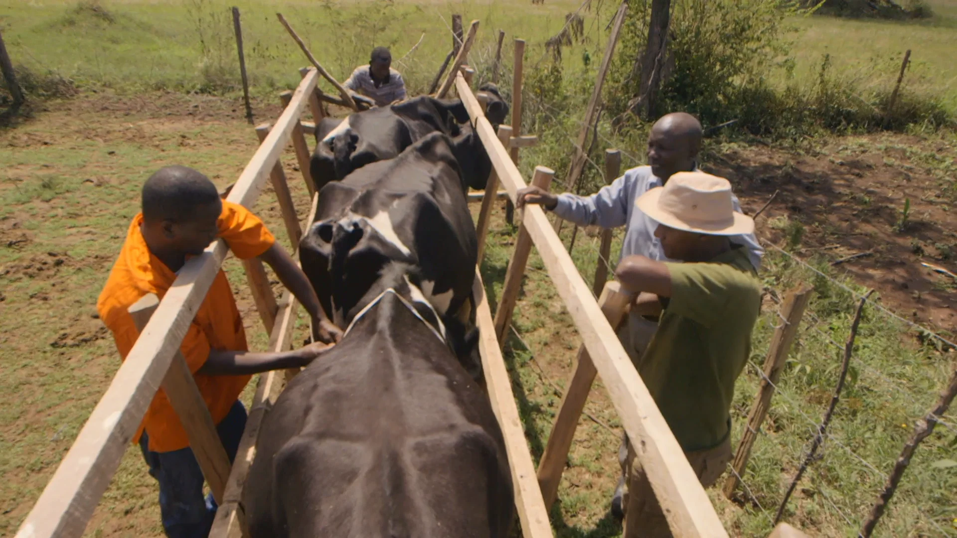 Shamba Shape Up Season 6 - Episode 6 English on Vimeo