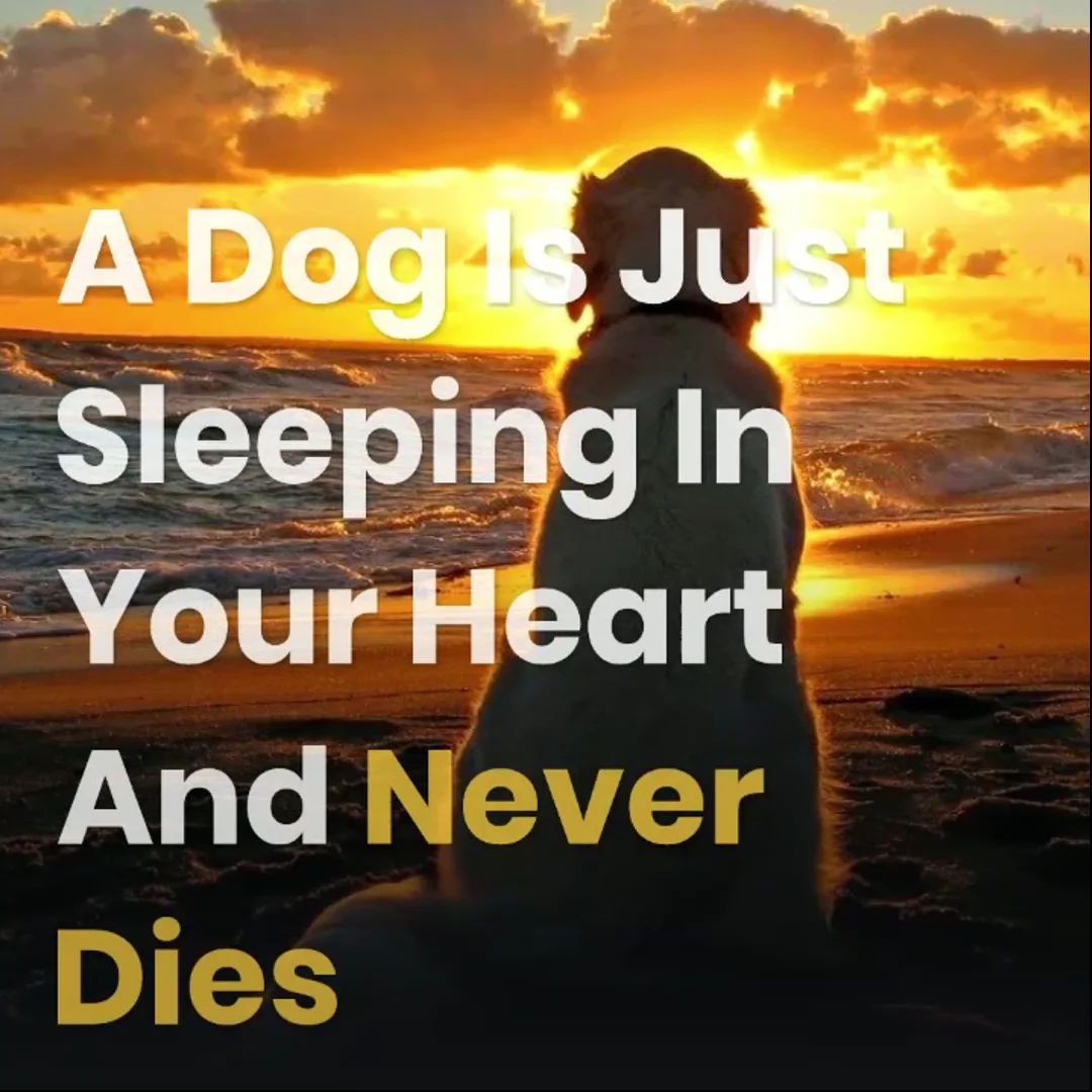 Dogs Never Die on Vimeo