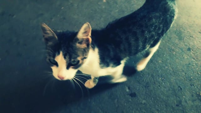 Cat, Great Cat, Nice Cat. Free Stock Video - Pixabay