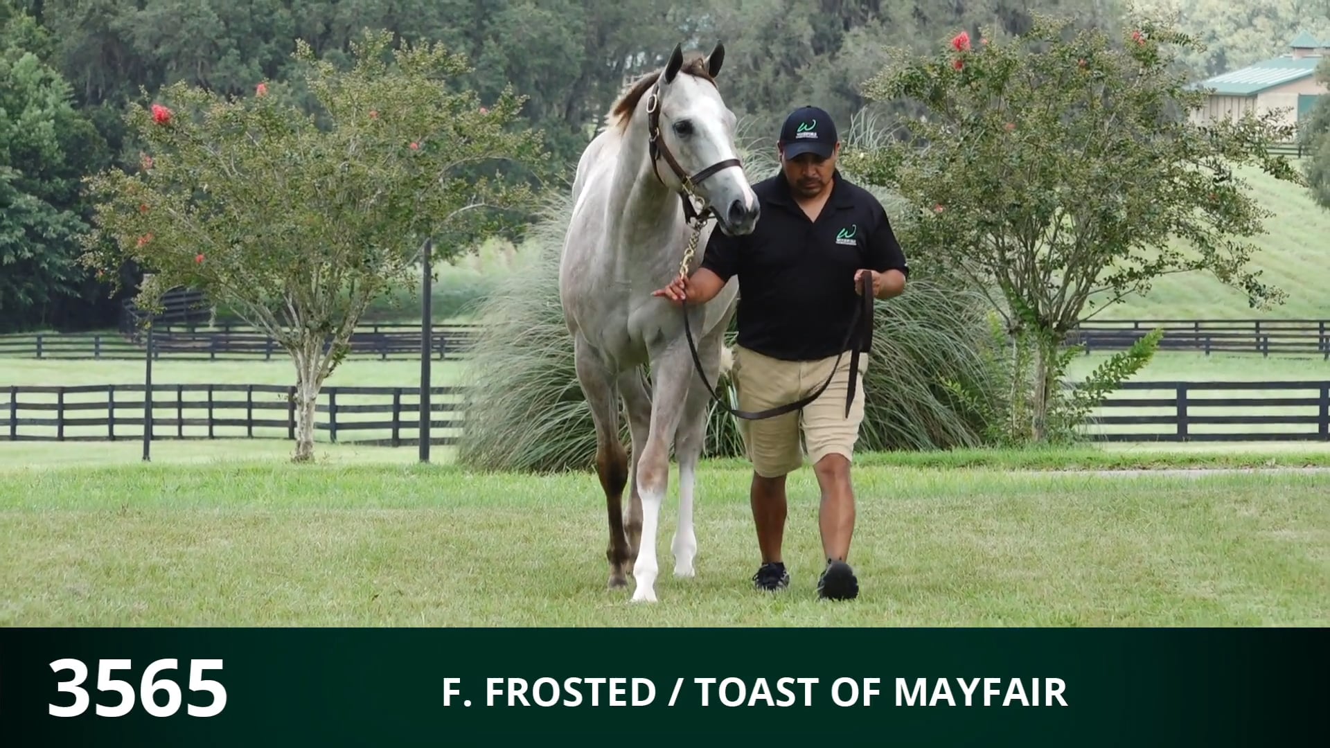 3565 f Frosted - Toast of Mayfair on Vimeo