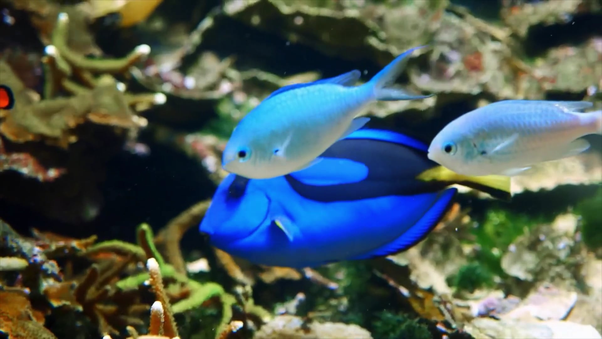 Freshwater Fish.. on Vimeo