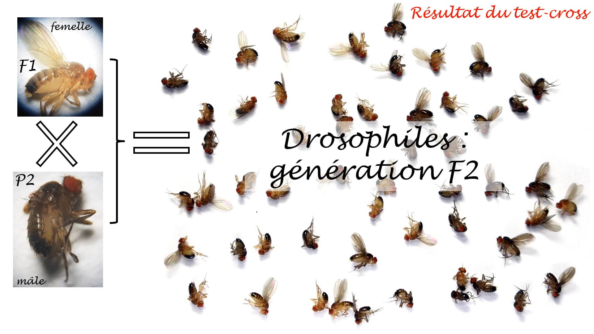 Pour comprendre Le brassage inter-chromosomique : étude sur la drosophile avec les gène eb vg ...