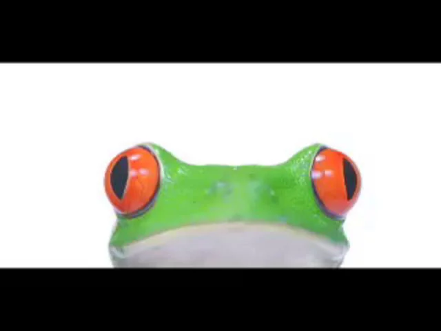 TELUS ::: Epic Frogs! on Vimeo