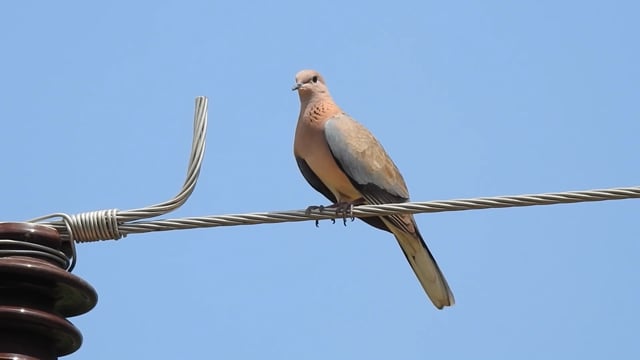 Laughing Dove, Pigeon, Dove. Free Stock Video - Pixabay