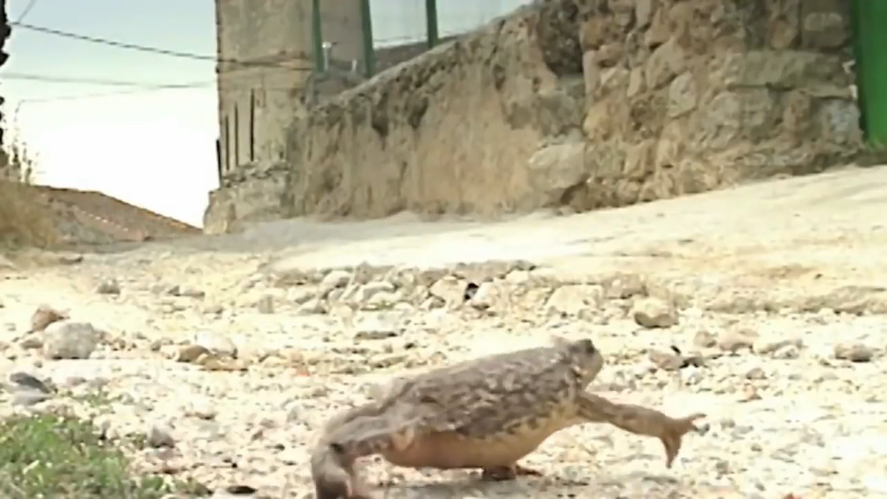 Remade Neighborhood Animals - Part 7 - Animals on the River on Vimeo