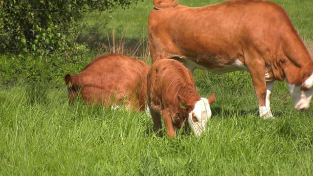 300+ Video, Klip HD & 4K Sapi & Daging Sapi Gratis - Pixabay