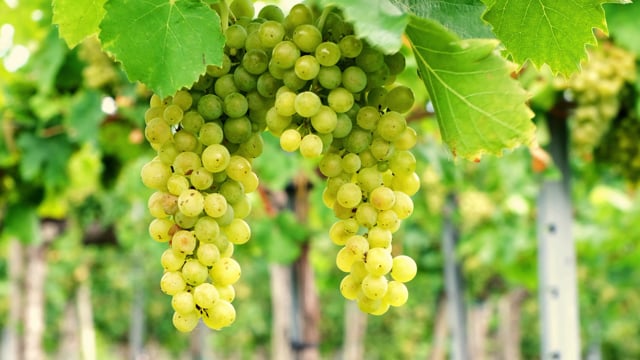 Grapes Green Grapevine Free Stock Video - Pixabay