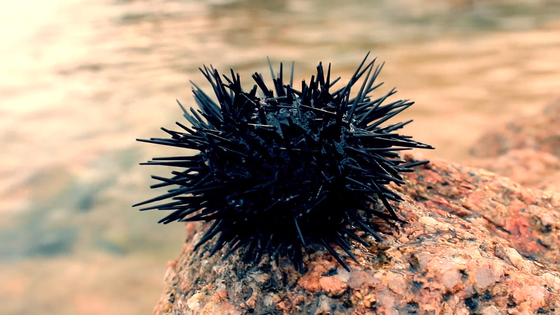 Linea abismal on Vimeo