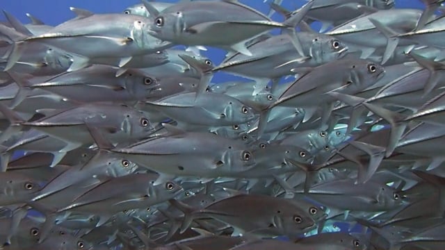 Fish, Underwater, Scales. Free Stock Video - Pixabay