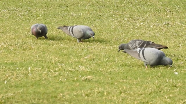 100+ Free Palomas & Bird Videos, HD & 4K Clips - Pixabay