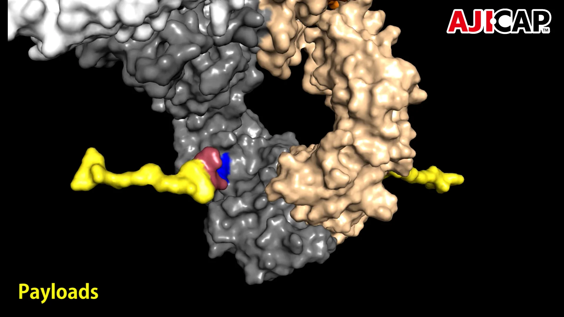 AJICAP Site-Selective Conjugation Technology