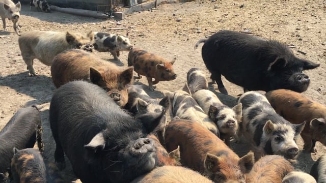 Pigs, Farm, Animals. Free Stock Video - Pixabay