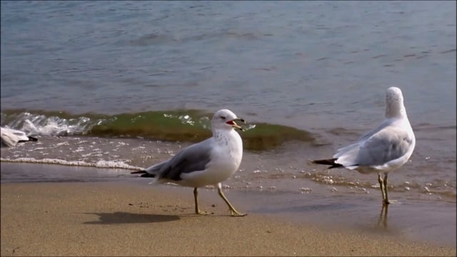 Mouettes Plage Des Oiseaux - Free video on Pixabay - Pixabay