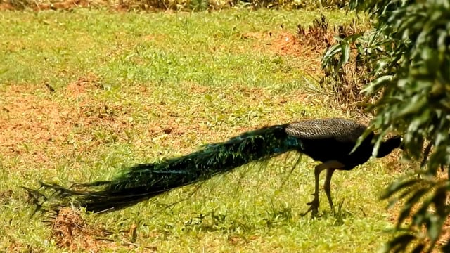 Peacock, Peahen, Bird. Free Stock Video - Pixabay