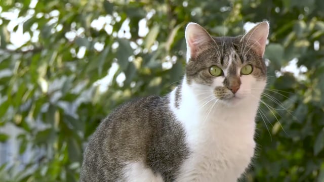 Gato Felino Bigodes Bicho De - Vídeo grátis no Pixabay