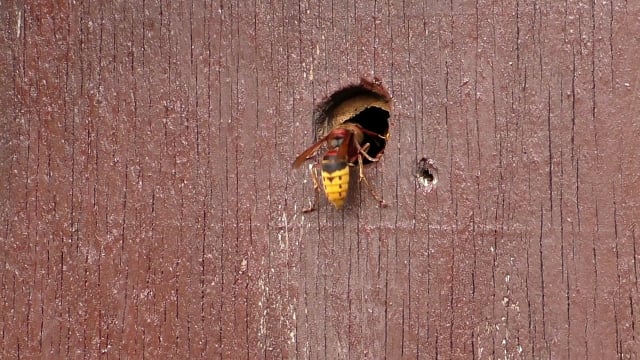 Hornets Nest Animals - Free video on Pixabay