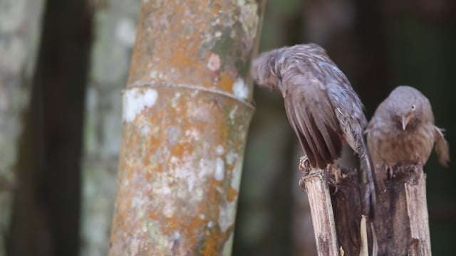 Yellow-Billed Babbler Pájaro India - Free video on Pixabay - Pixabay