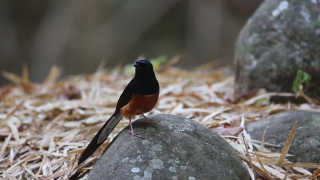 White-Rumped Shama, Bird, Shiva. Free Stock Video - Pixabay