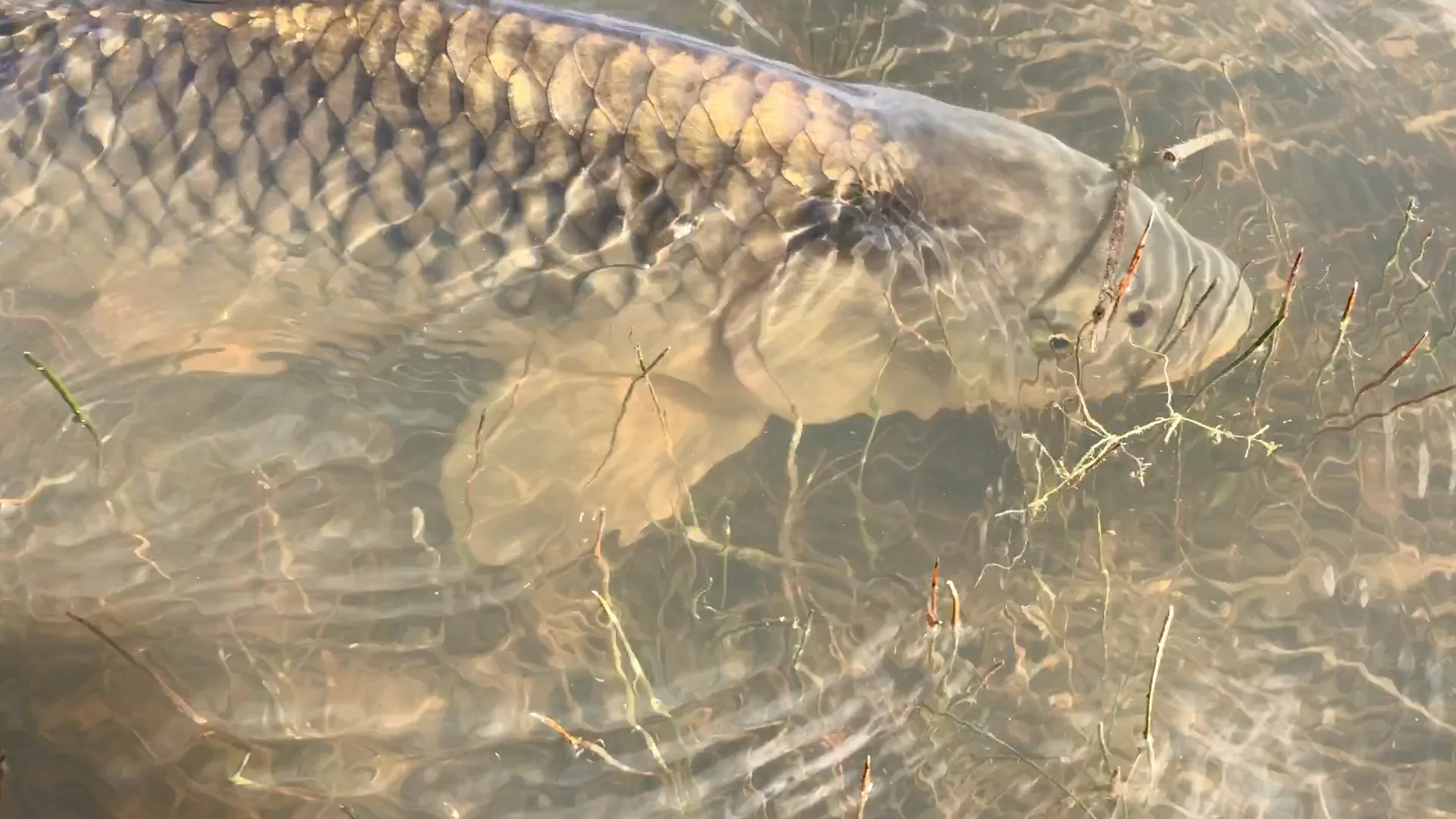 Carp Spawning on Vimeo