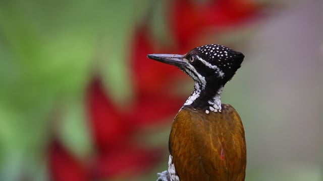 Greater Flameback, Bird, Wildlife. Free Stock Video - Pixabay