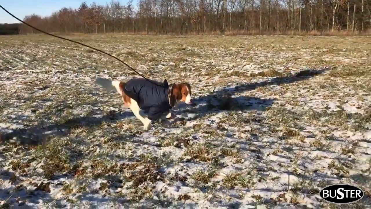 Video to web & download - BUSTER Dog Coats & Jackets on Vimeo