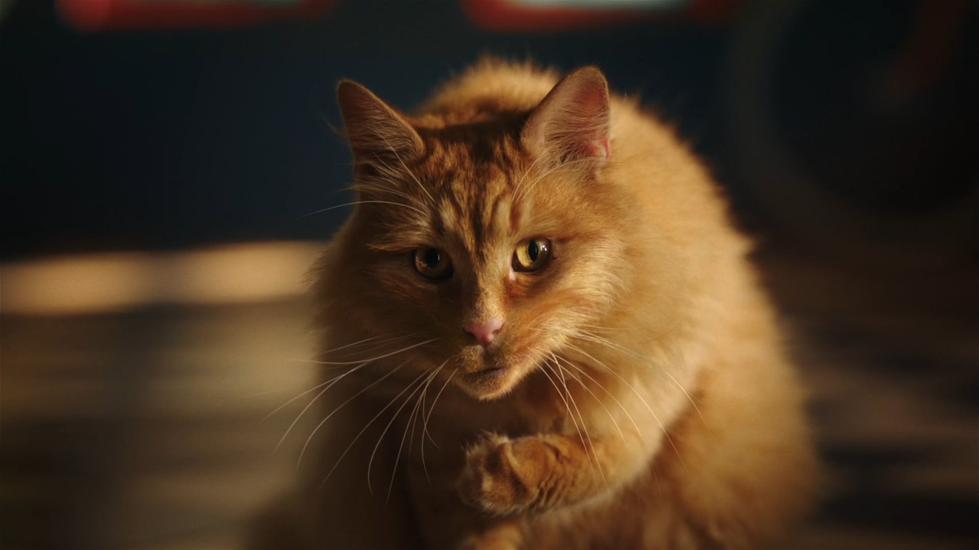 CIAN.RU - CATS on Vimeo