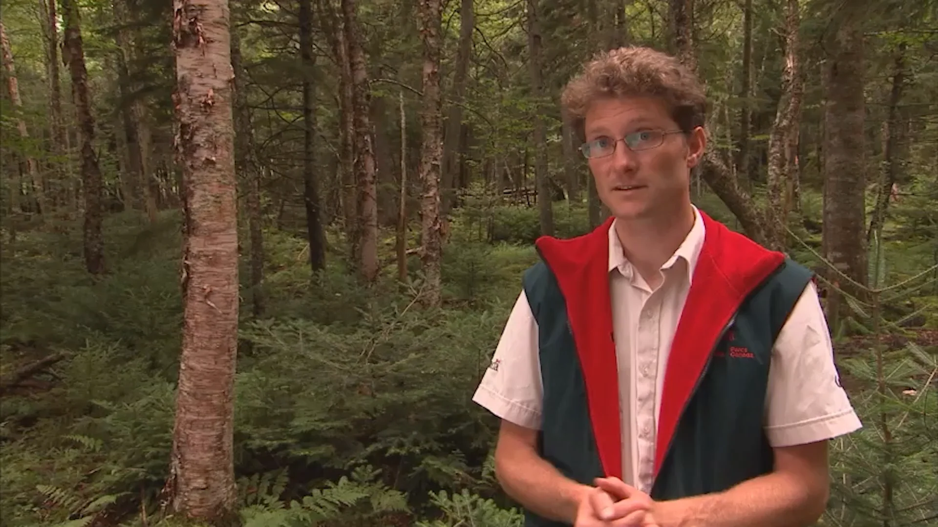 Dans ma cour - La forêt acadienne mature - Le Polatouche comme ...