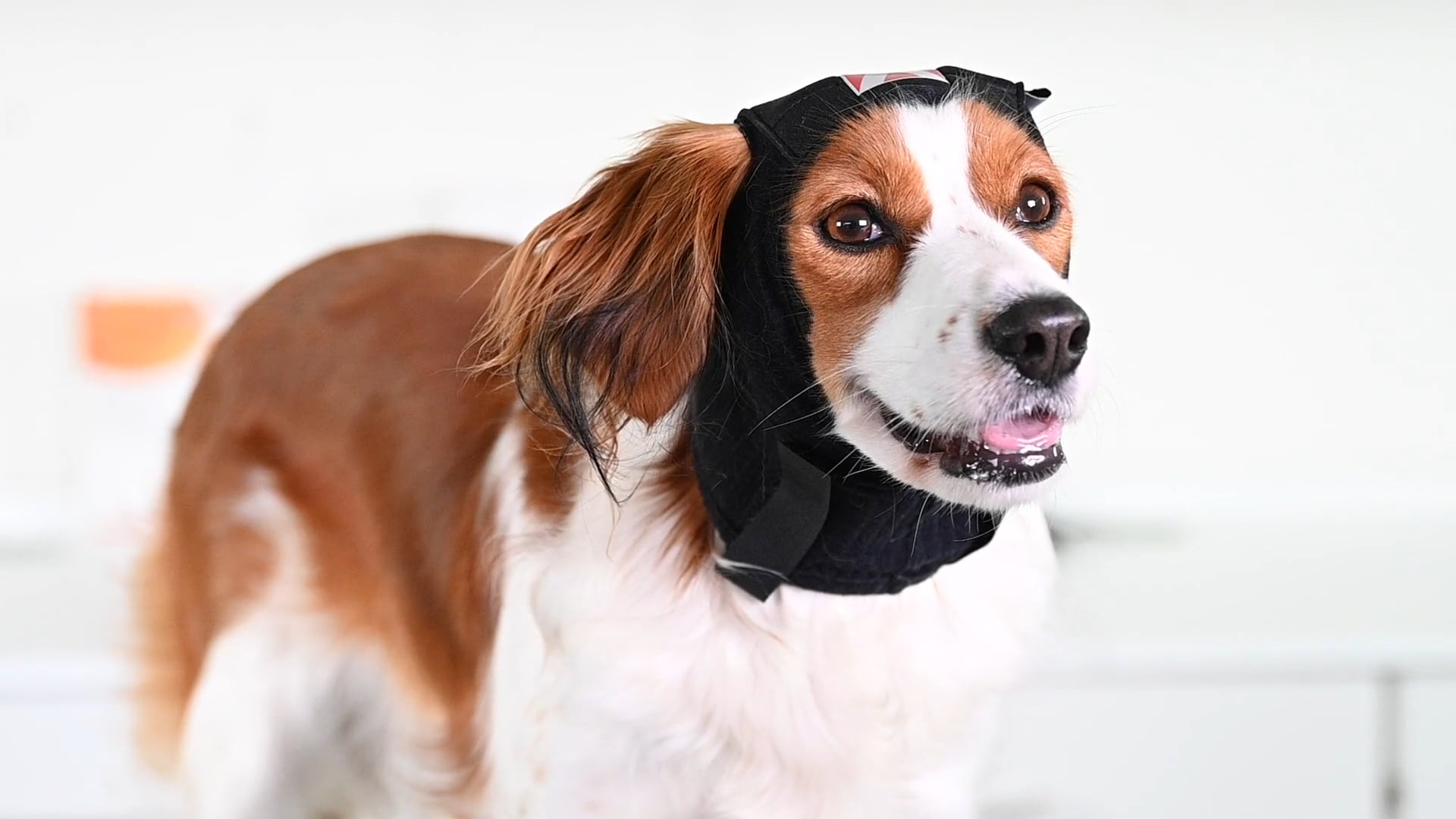 Video to web & download - BUSTER Ear Cover NO on Vimeo