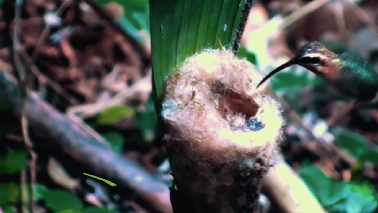 Animal FanPedia Ep 6 - BIGGEST AND SMALLEST on Vimeo