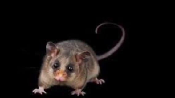 Life Cycle of a Mountain Pygmy Possum on Vimeo