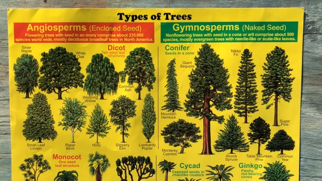 Angiosperms Trees