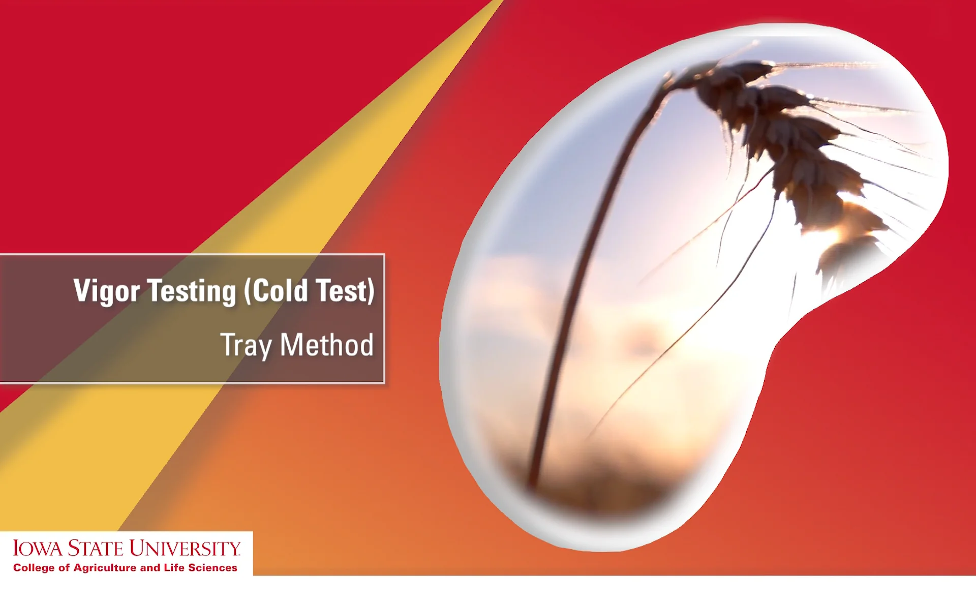 Agron 338: Vigor Testing - Tray Method on Vimeo