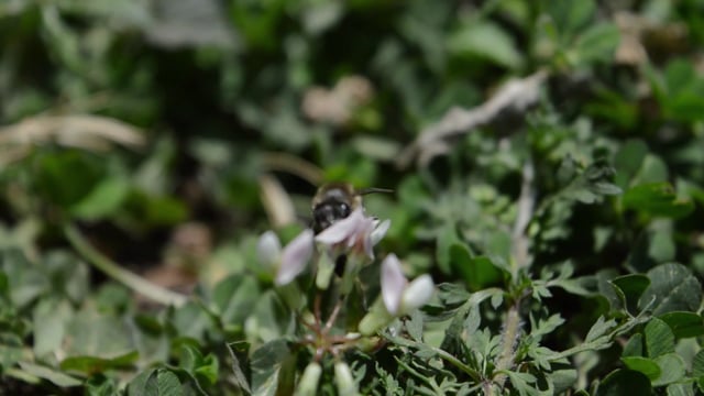 Abelha De Mel Querida - Free video on Pixabay - Pixabay