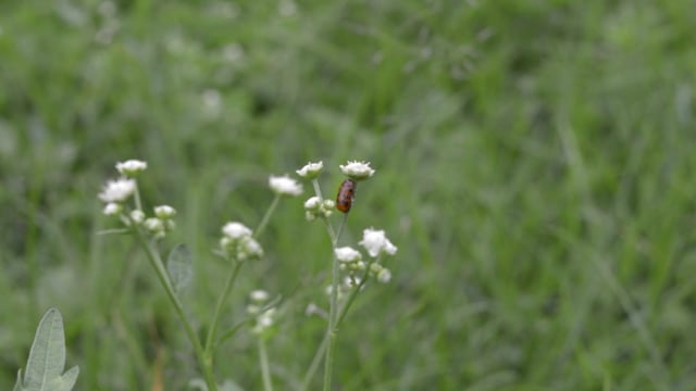 Insect, Field, Nature. Free Stock Video - Pixabay