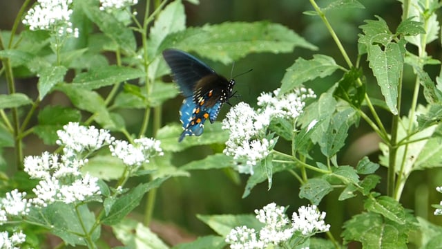 Butterfly Flapping Wings - Free video on Pixabay