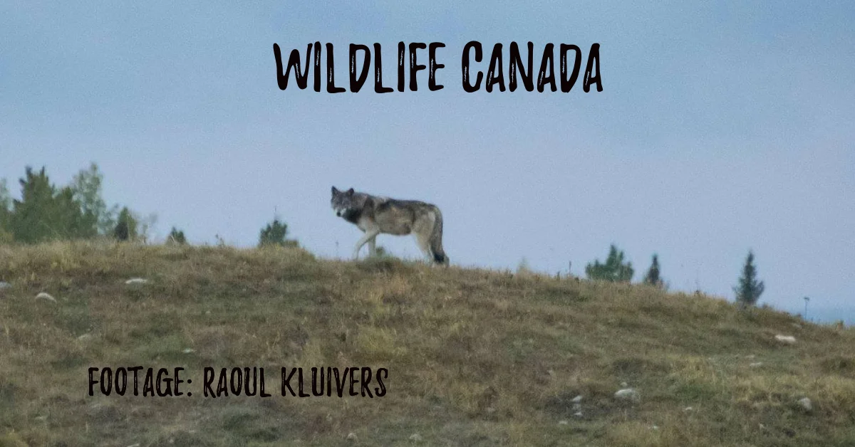 Canadian Wildlife on Vimeo