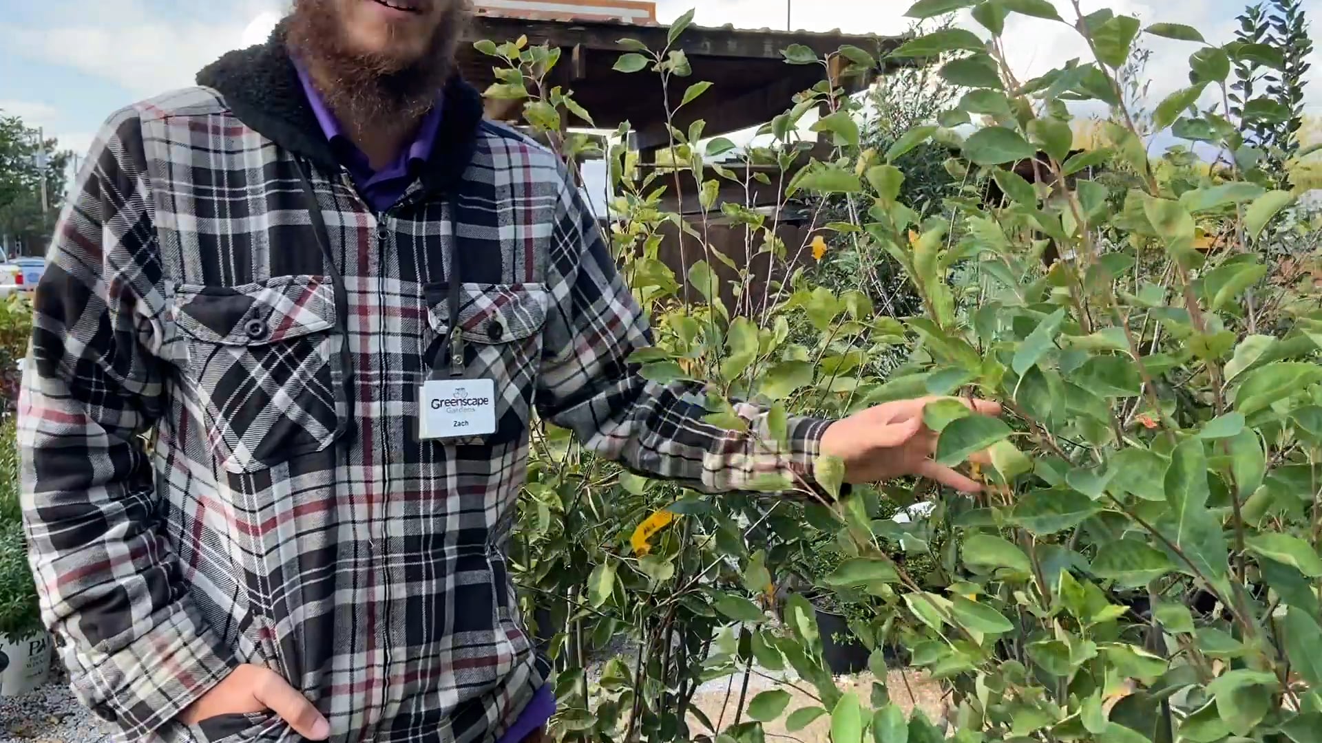 Zach Fall Trees on Vimeo