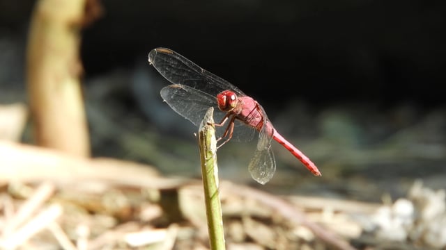 Insect Dragonfly Predator - Free video on Pixabay