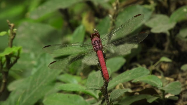 80+ Free Dragonfly & Insect Videos, HD & 4K Clips - Pixabay