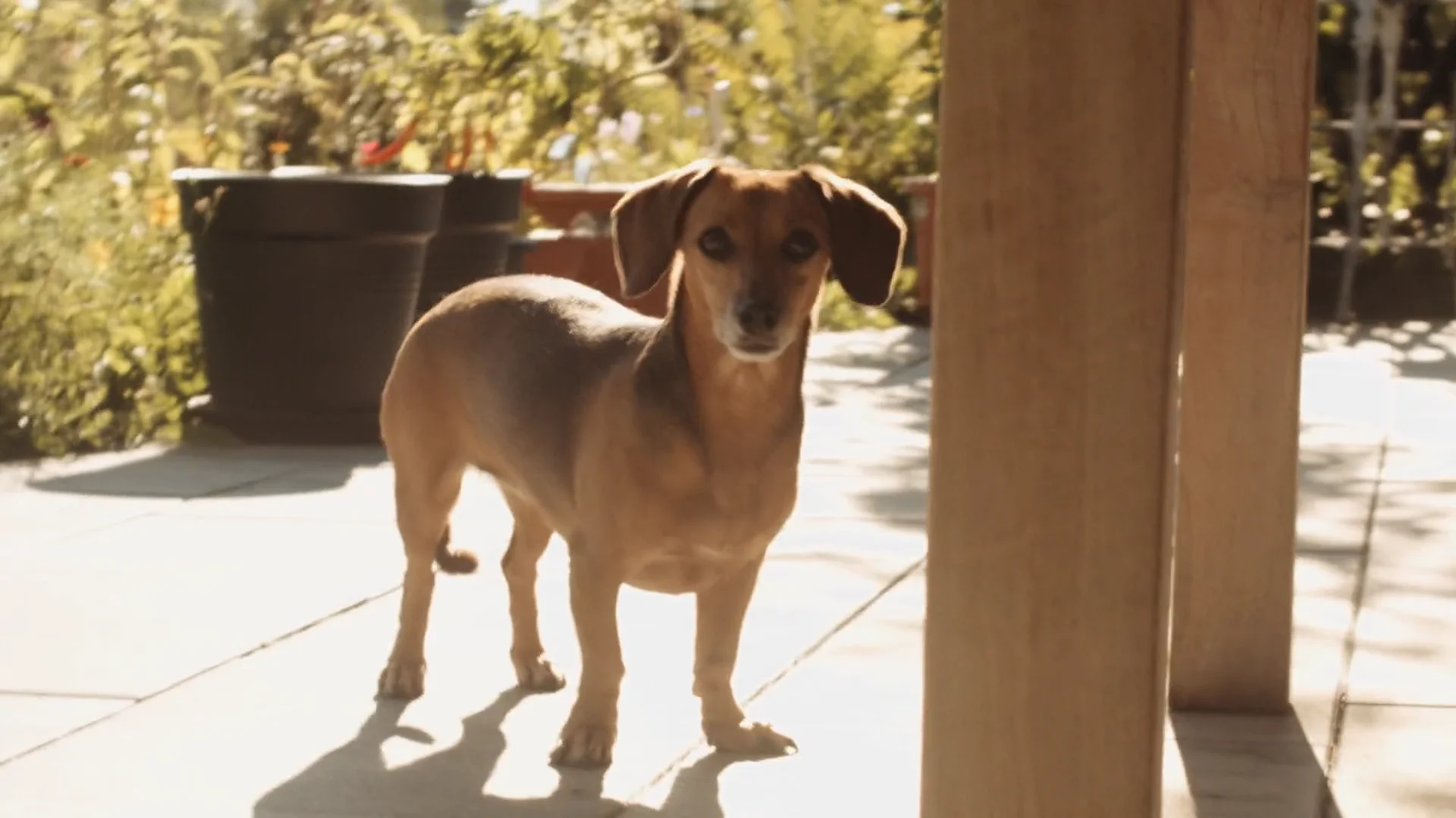 Chilling Dogs on Vimeo