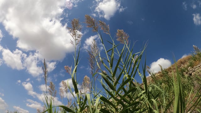 Plant Flower Sky Free Stock Video - Pixabay